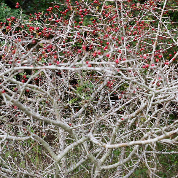 Struan Gray – Natural – Hawthorn